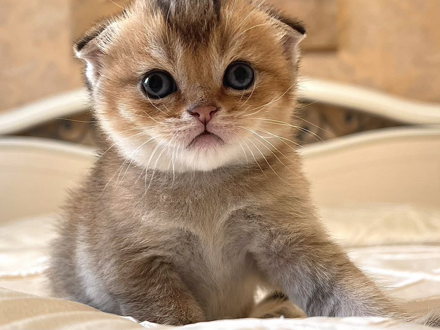 Вислоухий котик Золотой плюшечка