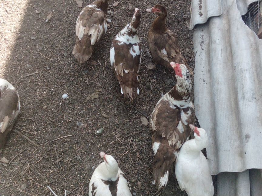 Утки шипуны