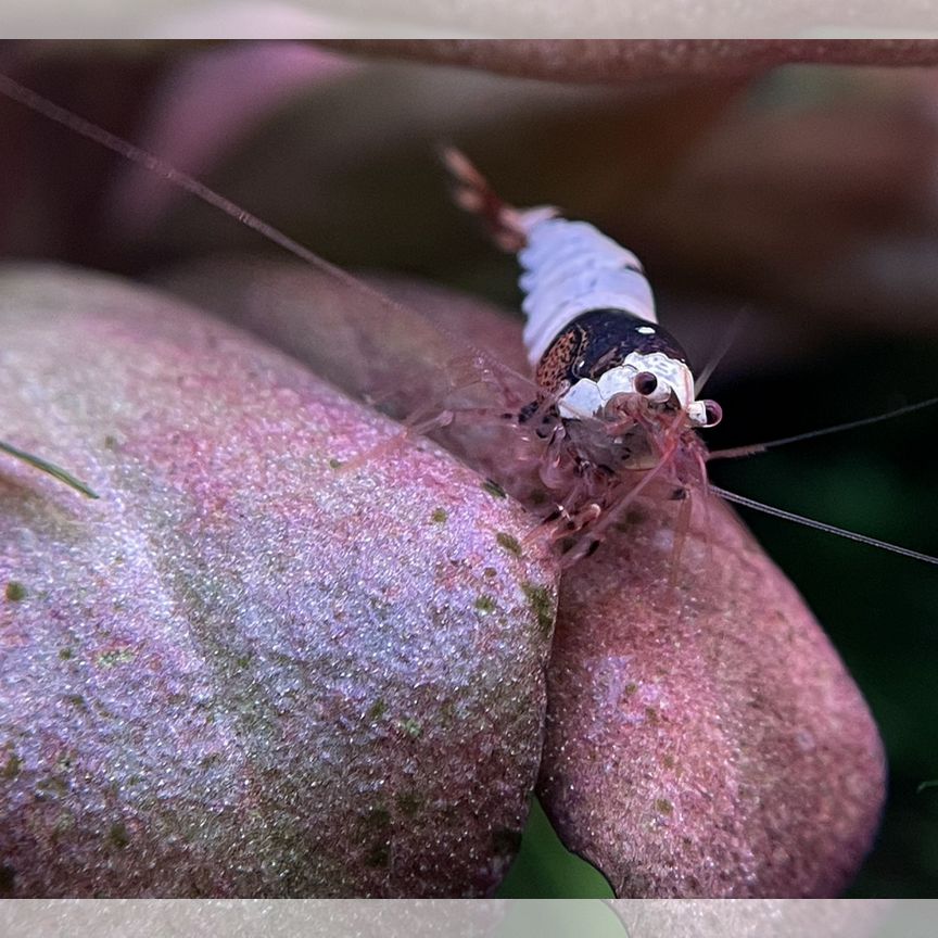 Креветки черный кристалл