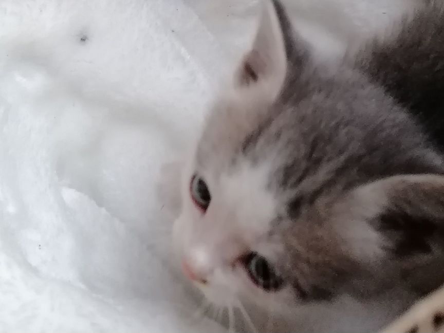 Котята