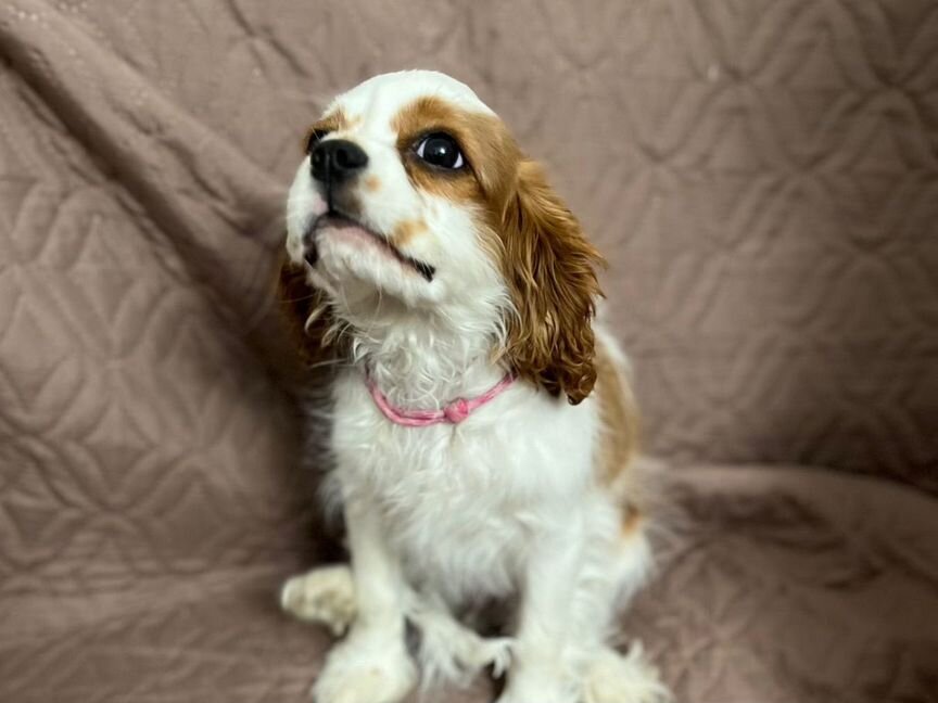 Кавалер кинг чарльз спаниель