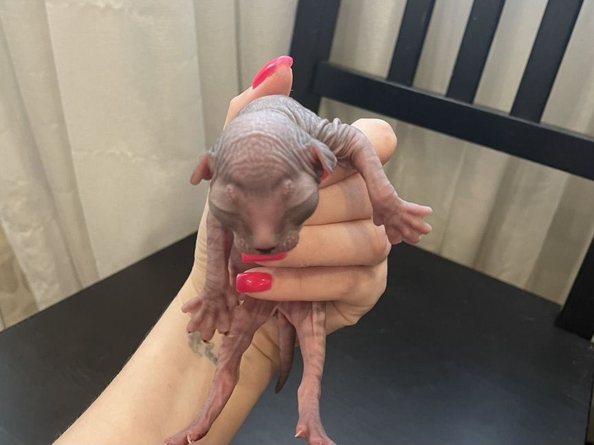 Продажа канадских сфинксов