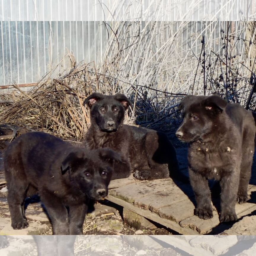 Щенки восточно-европейской овчарки