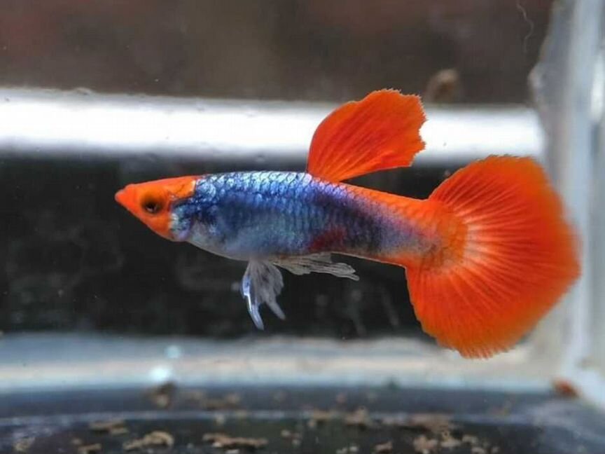 Гуппи Кои (Guppy Koi)