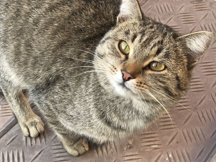 Кот замерзает на улице