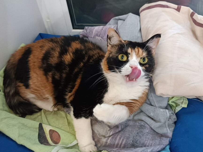 Кошка в добрые руки