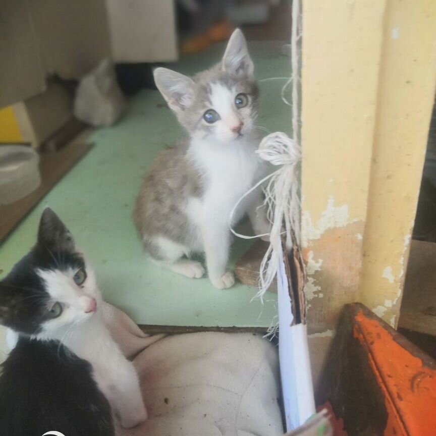 Котенок в беде