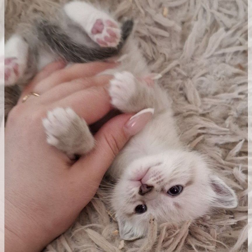 Тайский котёнок