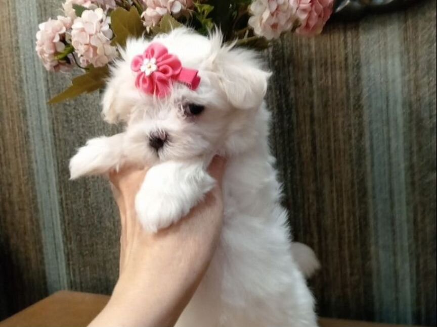 Щенки мальтийской болонки(микро)