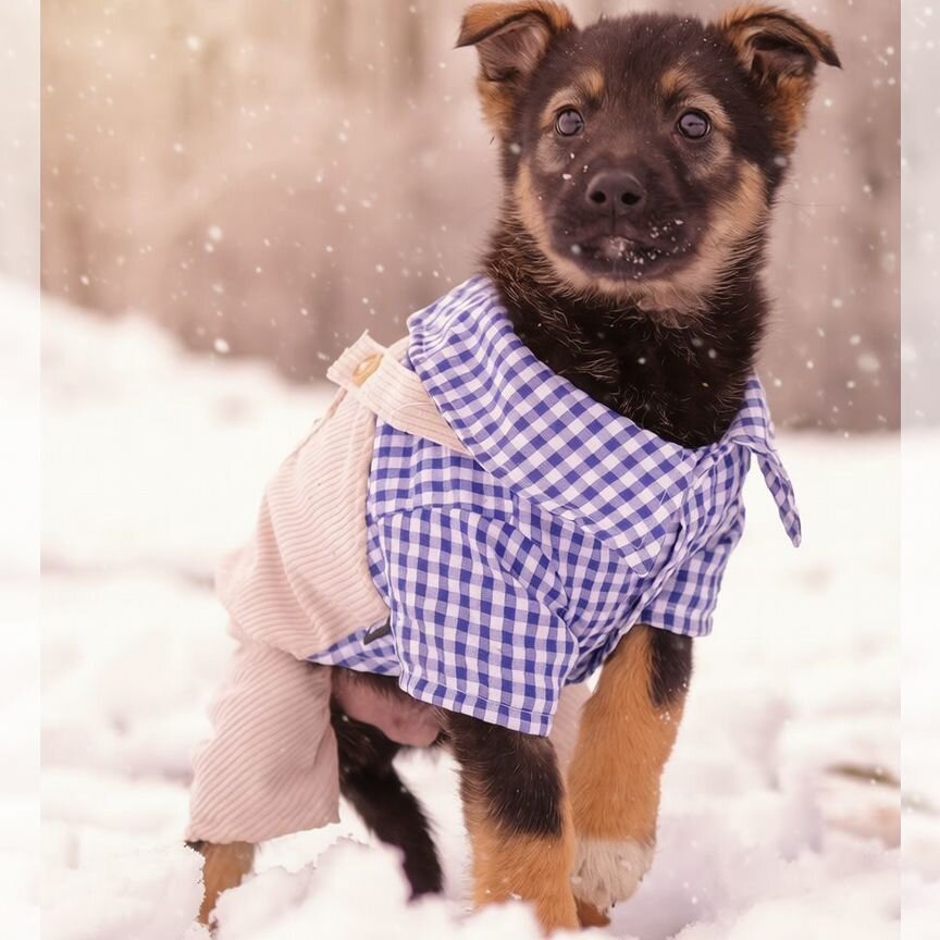 Щенок в добрые руки