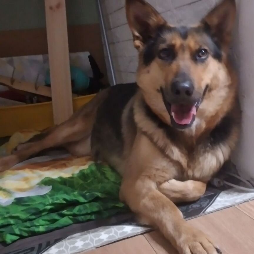 Немецкая овчарка метис