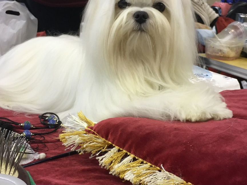 Мальчик Мальтезе