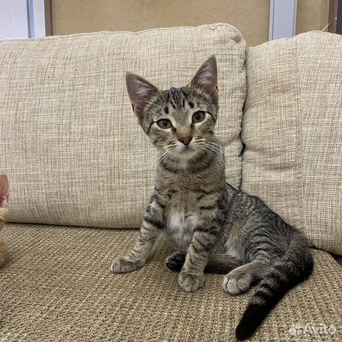 Котенок Евгений в добрые руки