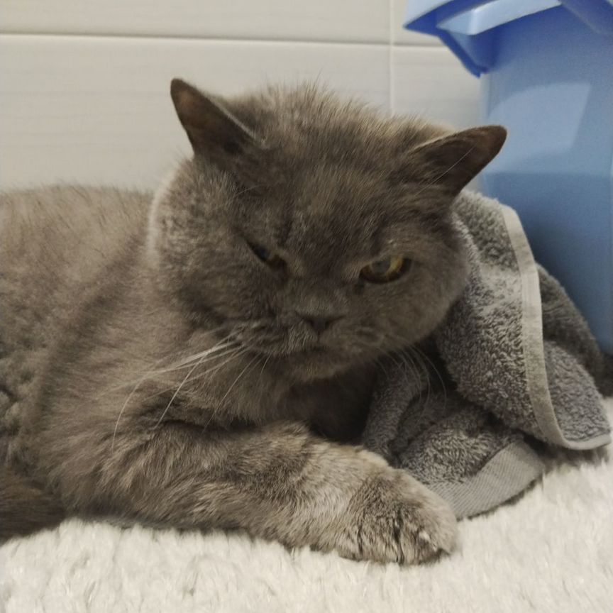 Кот британец сильно кусает