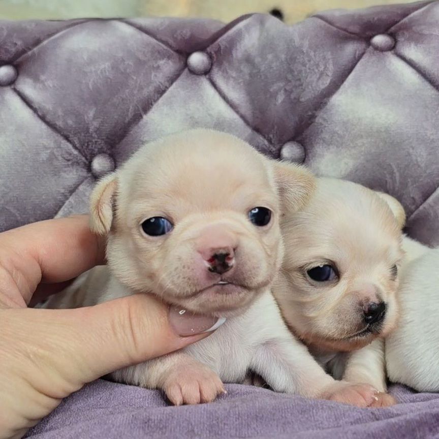 Чихуахуа, щенок