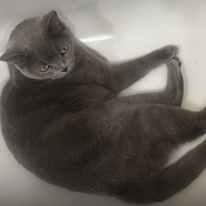 Британский короткошёрстный, взрослый кот