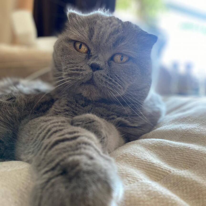 У вислоушки Шанель времени до конца месяца