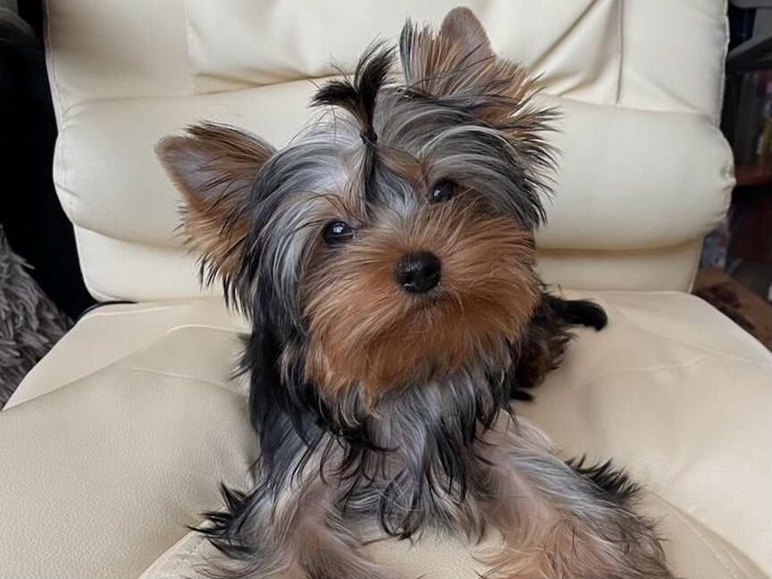 Йоркширский терьер щенки