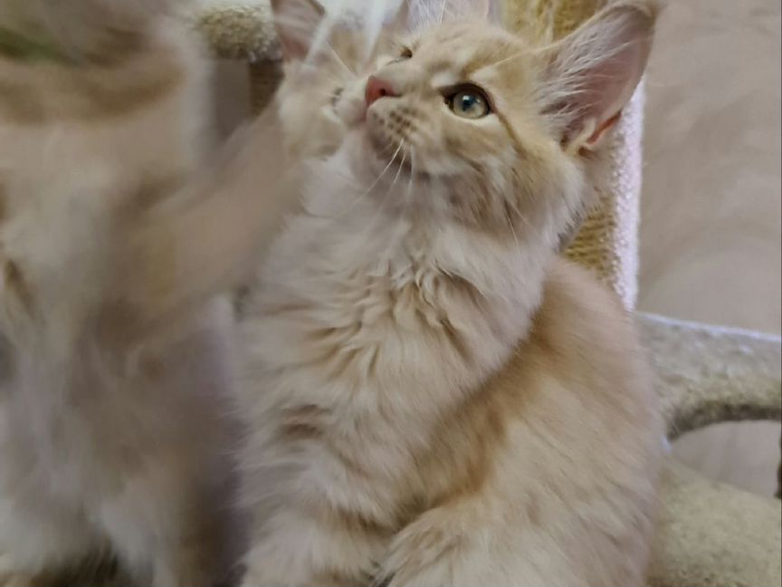 Котята мейн-кун 3 мес