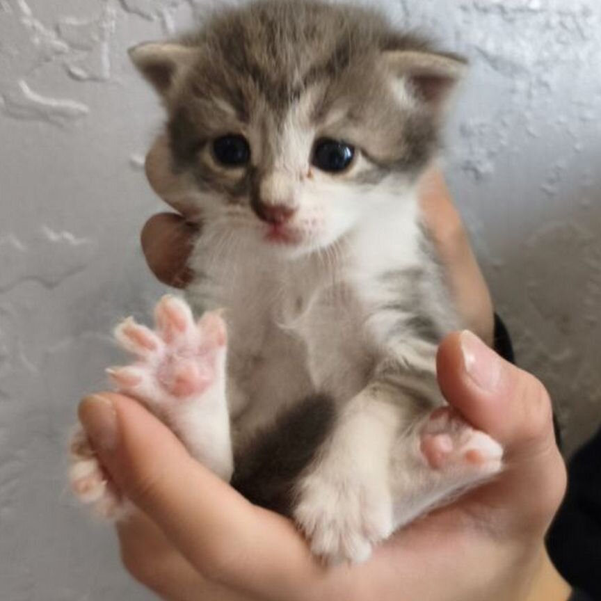 Котёнок в добрые руки