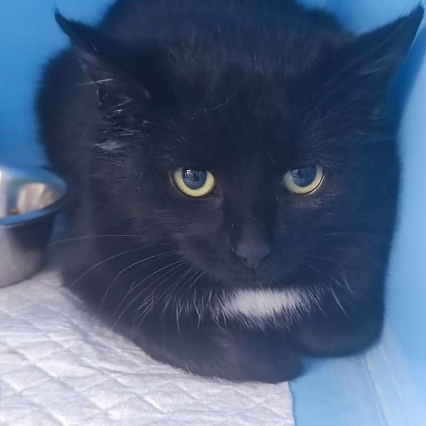 Черный котенок девочка ищет дом