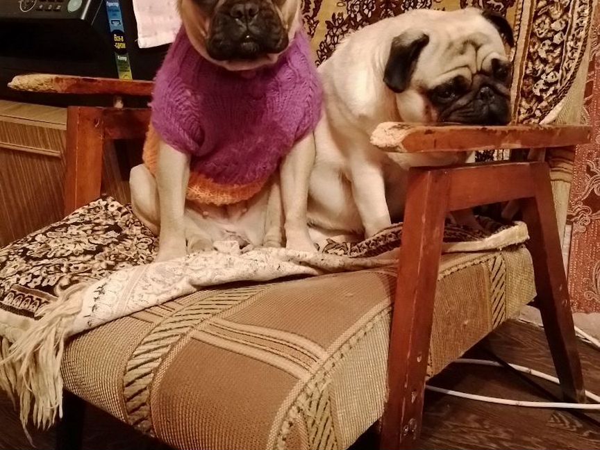 Французская семья