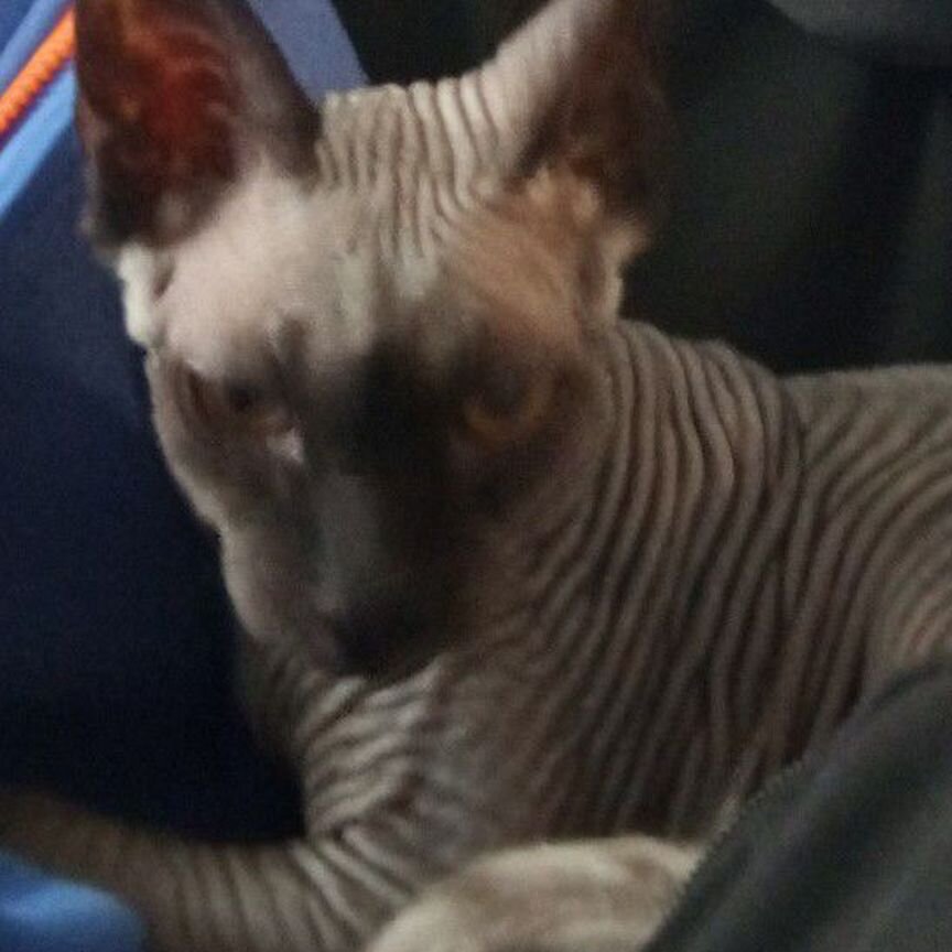 Канадский сфинкс котёнок