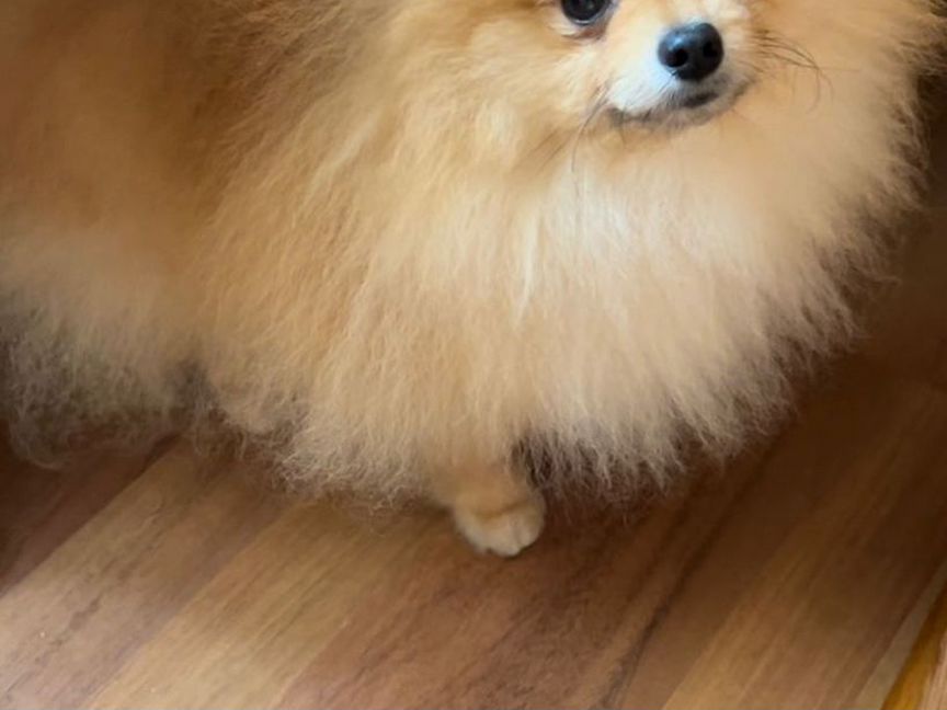 Померанский шпиц мальчик 1 год