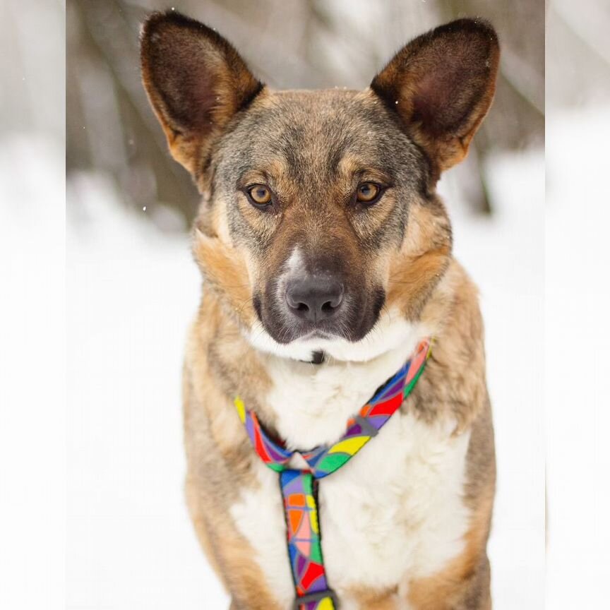 Собака Ивенти из приюта ищет дом