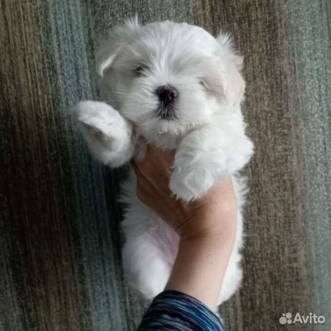 Мальтезе mini