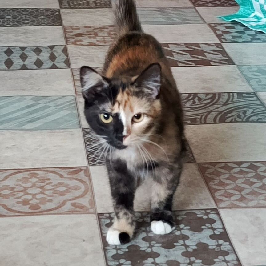 Котёнок в добрые руки