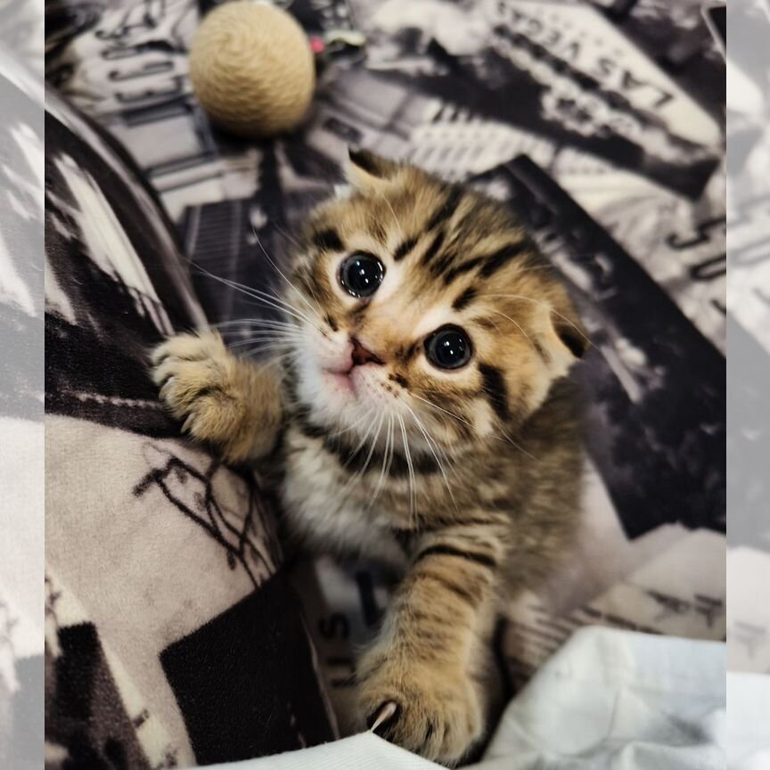 Шотландский вислоухий короткошёрстный котёнок