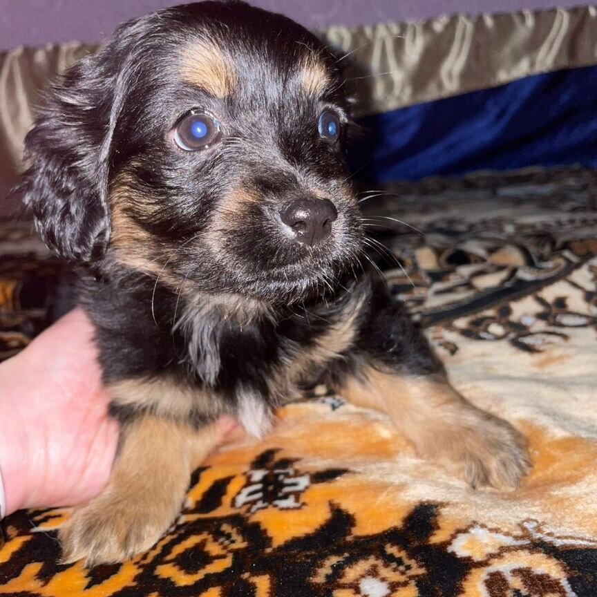 Щеночек в добрые руки