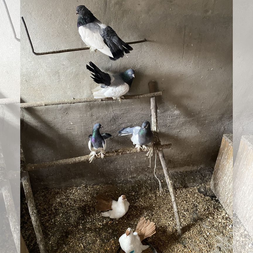 Продажа голубей