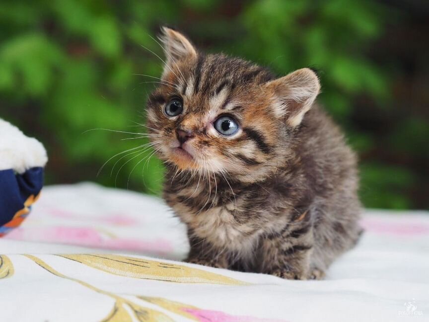 Крошки-котята в добрые руки