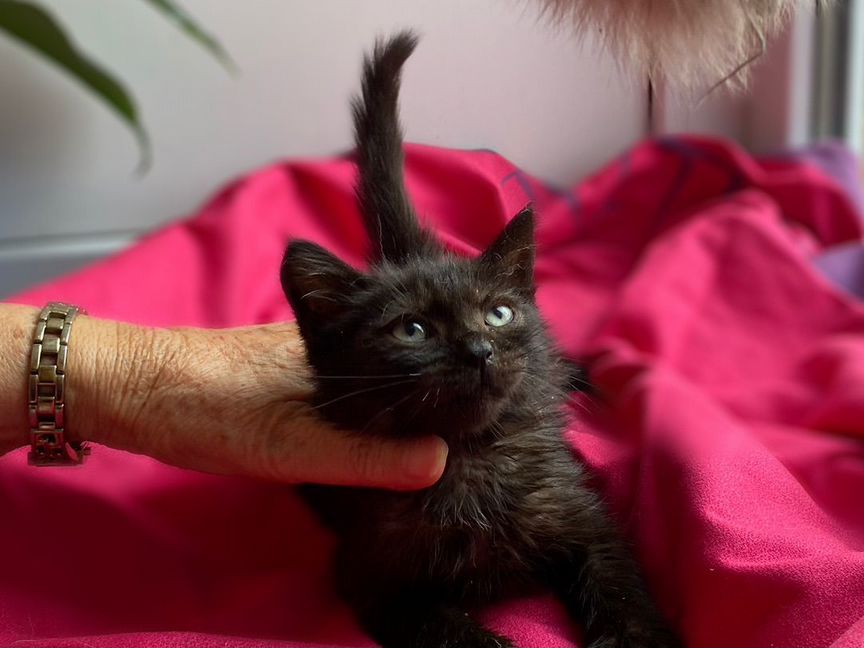 Черный котенок девочка