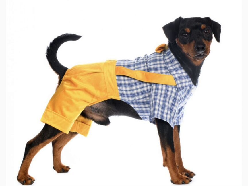 Новый костюм для собак