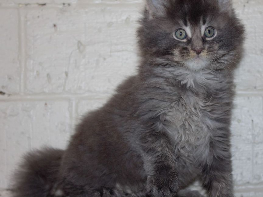 Красавицы сестрёнки