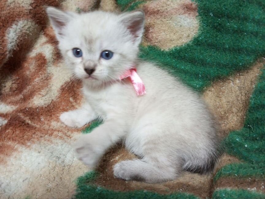 Сиамские котята