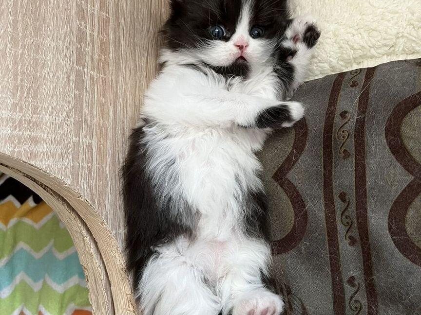 Шотландский длинношерстный котенок