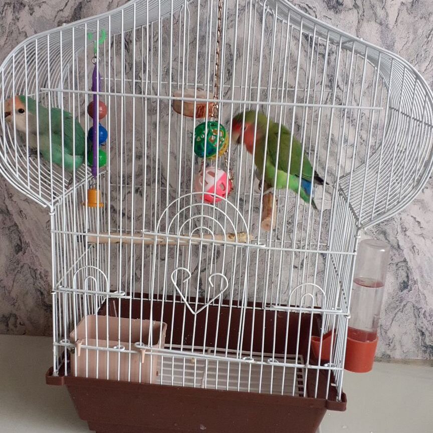 Попугай неразлучники с клеткой
