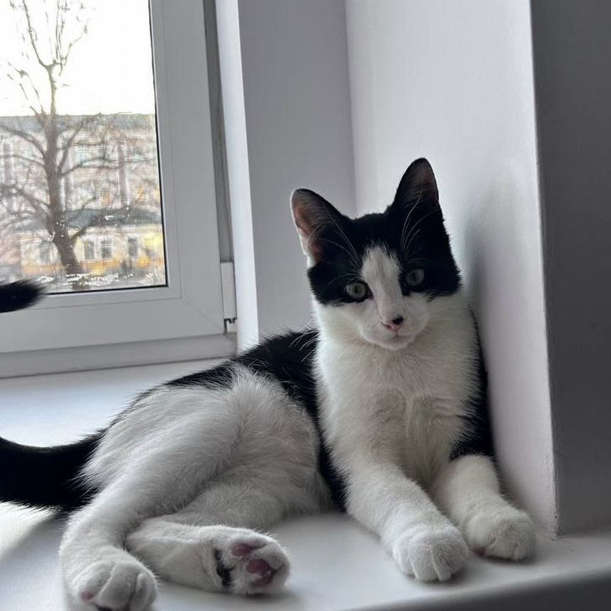 Котенок мальчик ищет дом