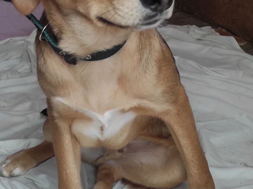 Бездомный Рыжик