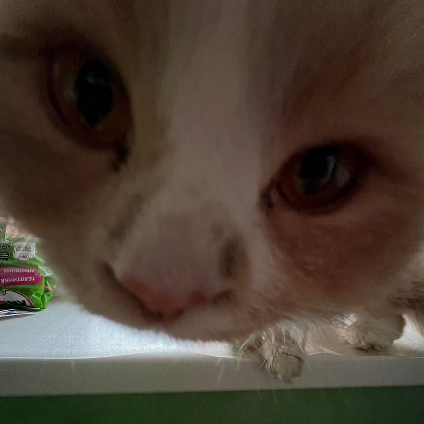 Взрослый кот в добрые руки