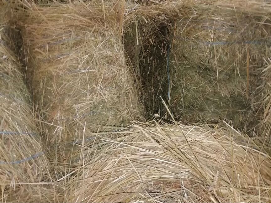 Сено в мини рулонах