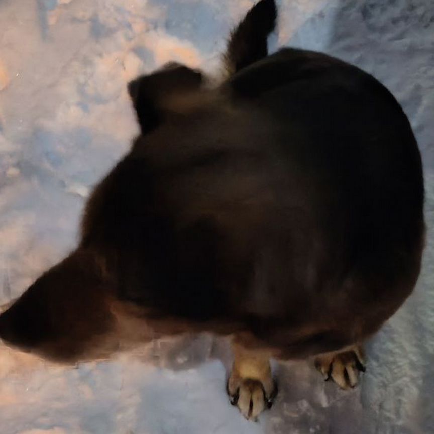 Взрослый пёс в добрые руки