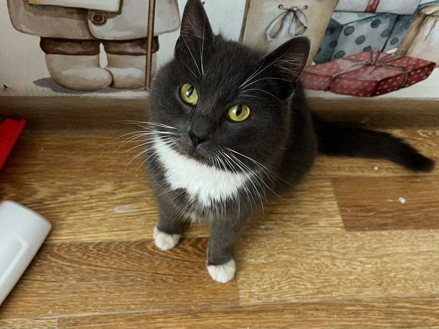 Кошка ищет семью