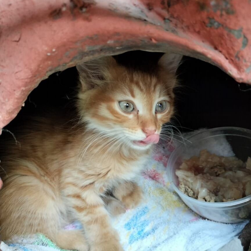 Рыжий котенок погибнет на улице