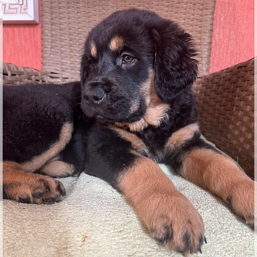 Девчонки Хотошо, Адыгея