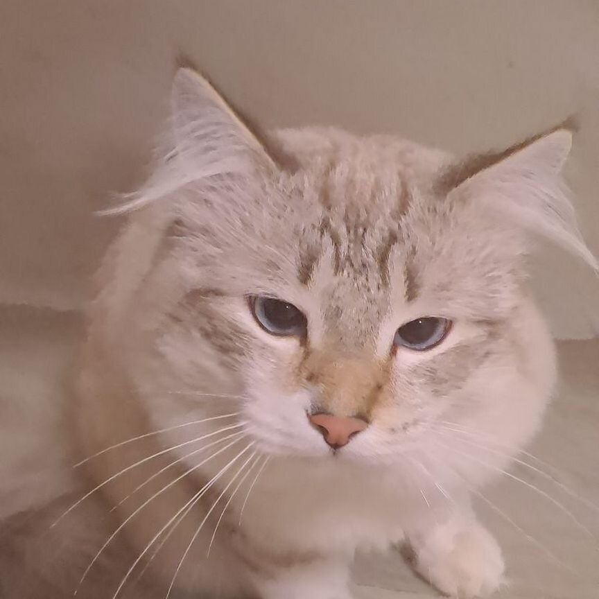 Отдам в добрые руки